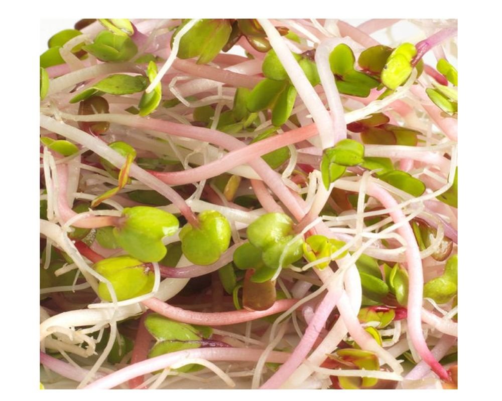 radish seeds sprouting
