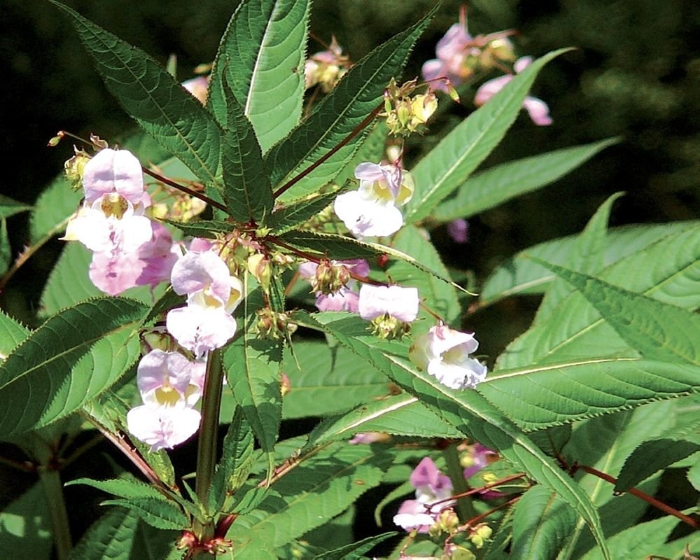 impatiens bach