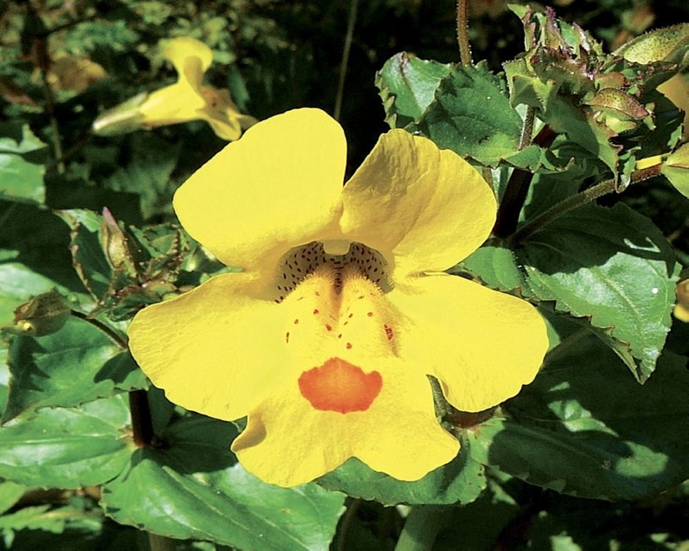 mimulus bach flower