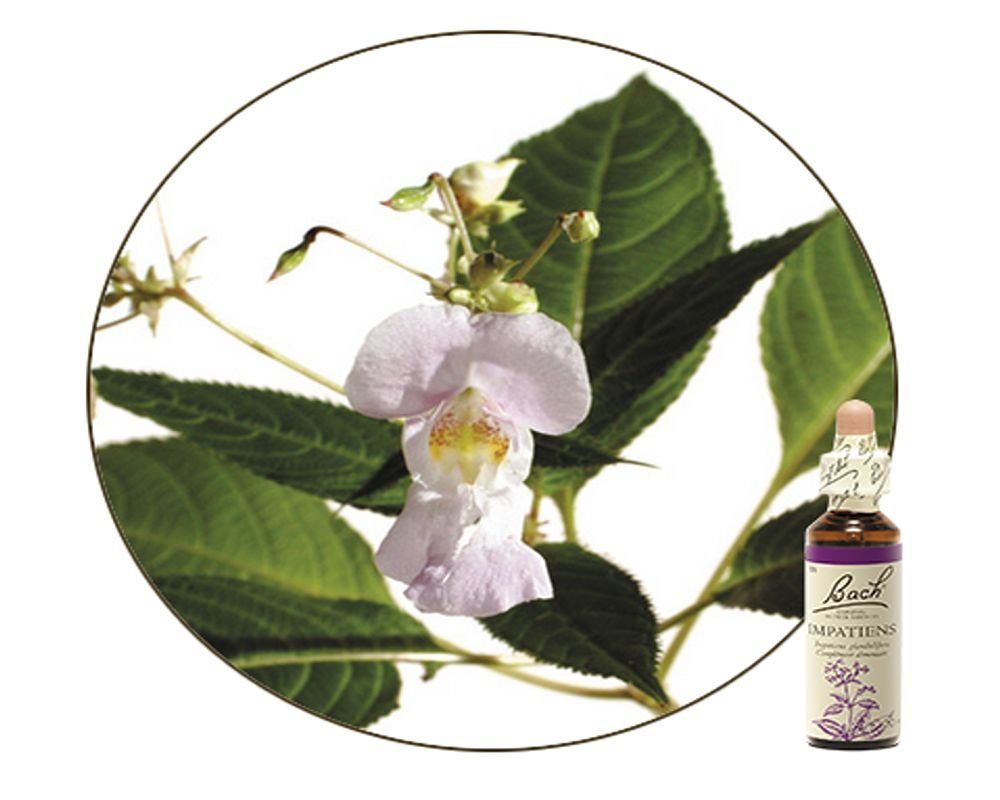 impatiens bach