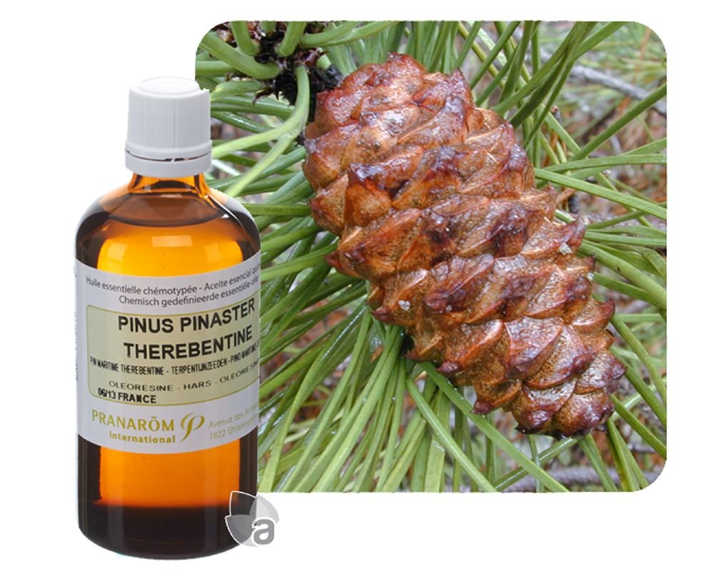 Pinus pinaster - pin maritime-térébenthine - Pranarom