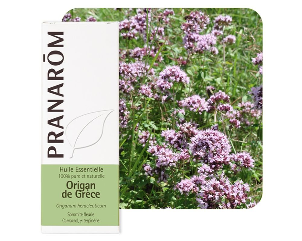 Origan de grèce (Origanum heracleoticum): huile essentielle naturelle ...