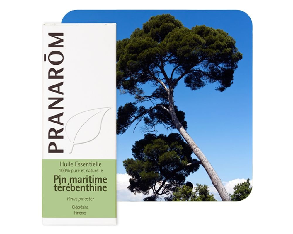 Pinus pinaster : huile essentielle naturelle de pin maritime ...