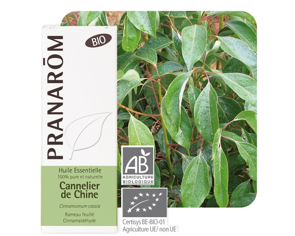 Huiles essentielles biologiques - Cannelier de Chine (Cinnamomum cassia ...