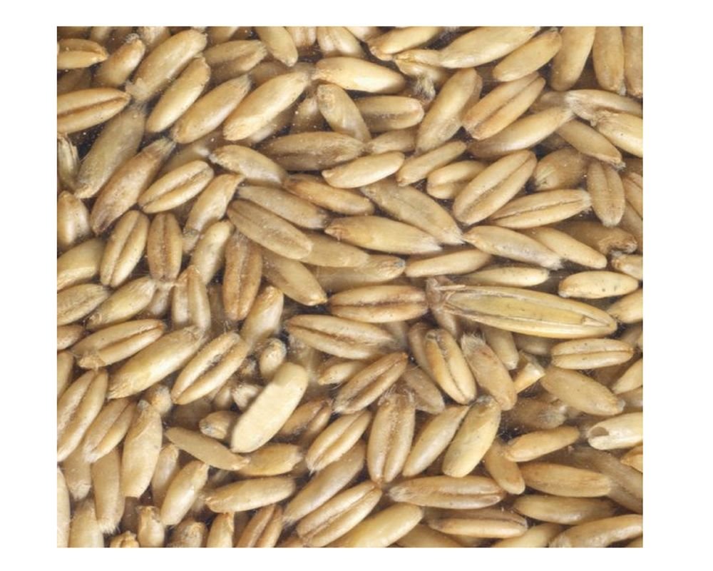 Graines à germer - Avoine - 200g - bio - Germline