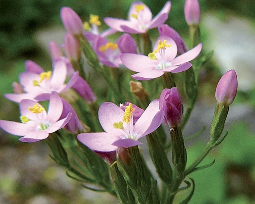 Centaury Bach Flowers | Best Flower Site