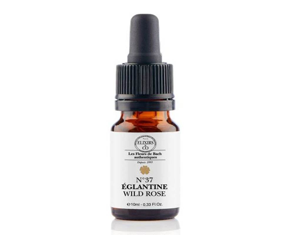 Fleur de Bach 37 - Wild Rose Eglantine - Elixirs & Co - 10 ml