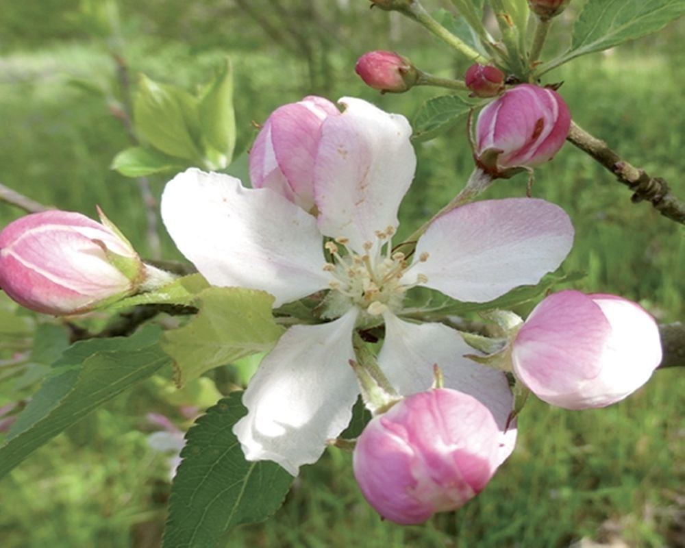 Fleur de Bach 37 - Wild Rose Eglantine - Elixirs & Co - 10 ml