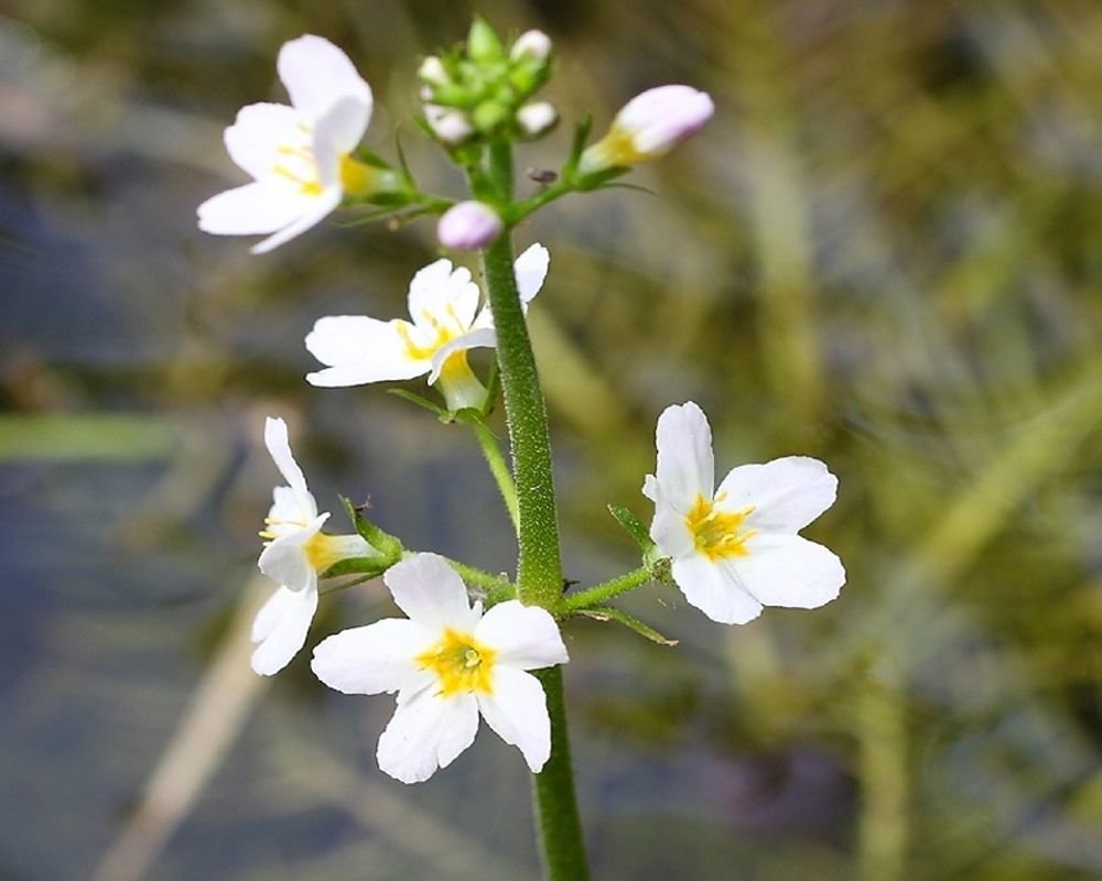 Fleurs de Bach 34 - Water Violet Hottonie des marais - Elixirs & Co