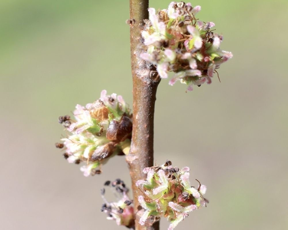 Fleur de Bach 11 - Elm Orme - Elixirs & Co - 10 ml