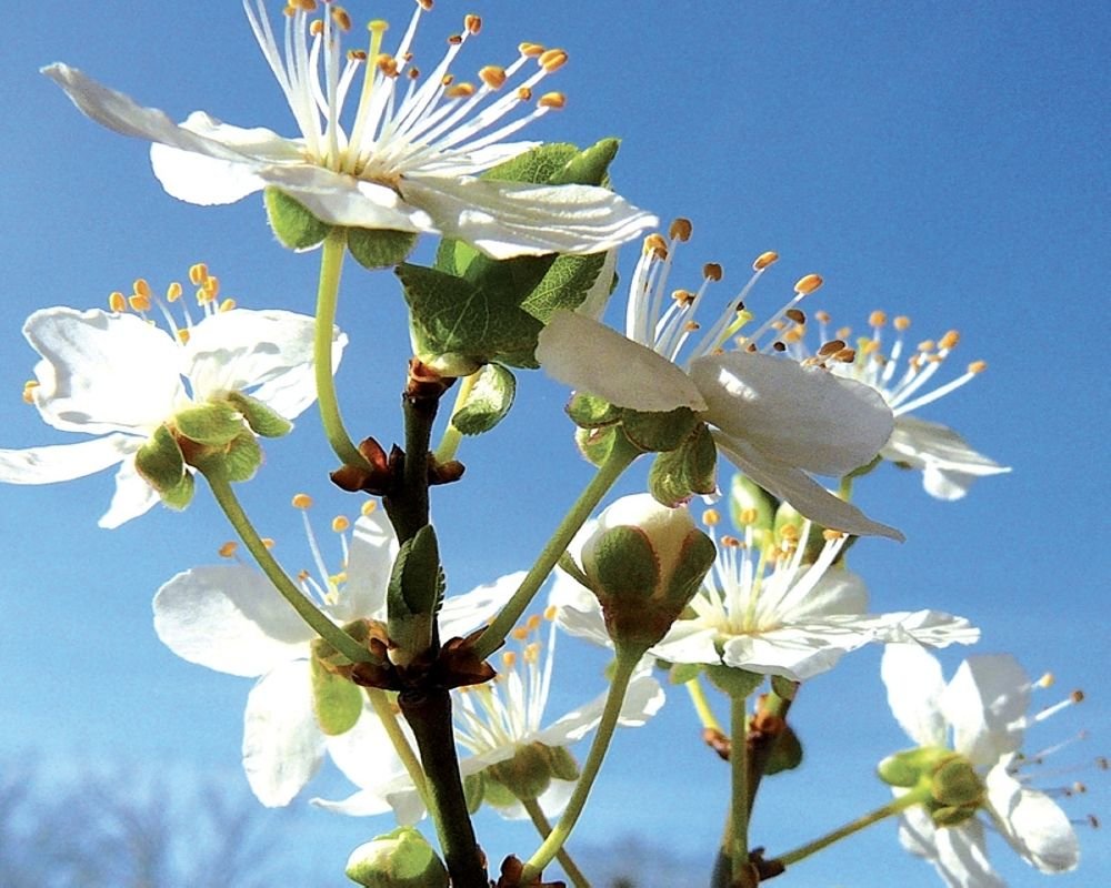 Fleur de Bach 6 - Cherry Plum Prunus - Elixirs & Co - 10 ml