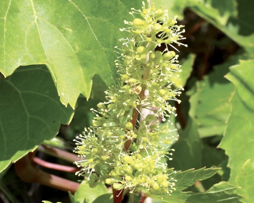 Fleur de Bach 32 - Vine Vigne - Elixirs & Co - 10 ml