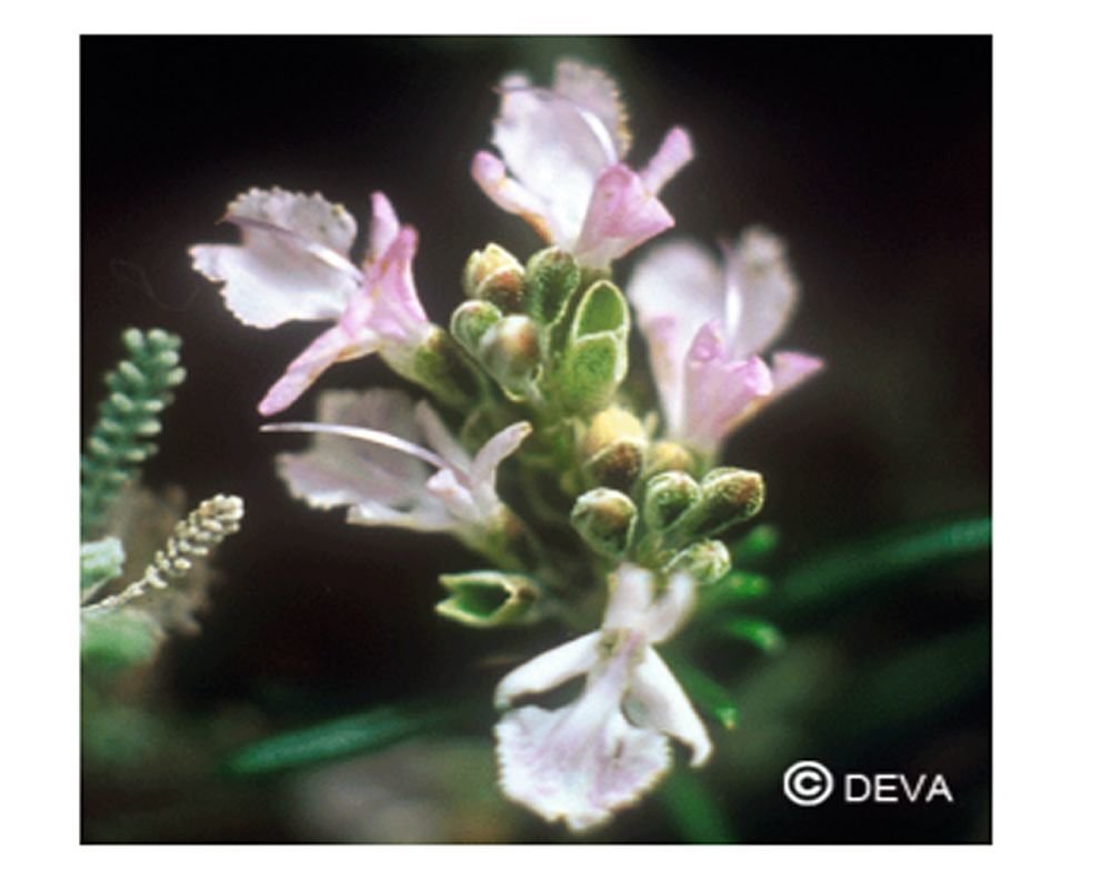 Rosemary - Floral elixir - 10ml - Deva