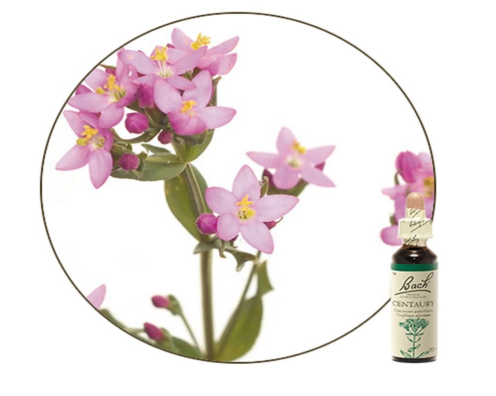 Fleur de Bach n°4: Centaurée/Centaury (20ml) Fleur de Bach Original