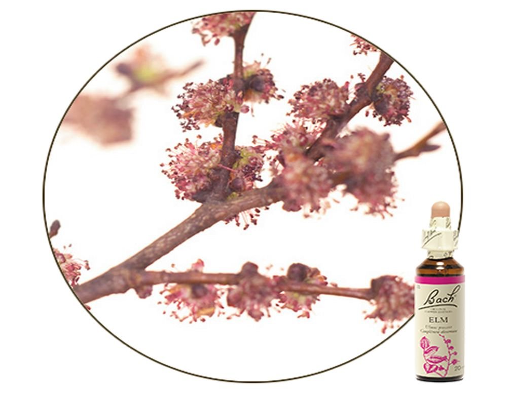 Fleur de Bach n°11: Orme/Elm (20ml) Fleur de Bach Original