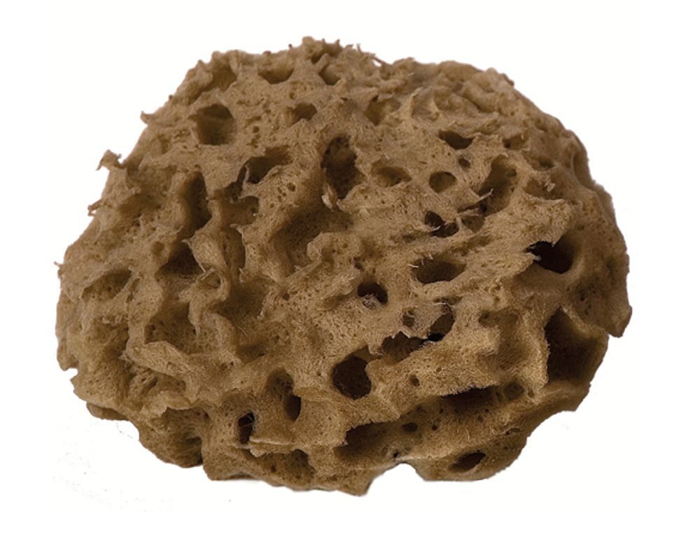 Eponge de mer 100% naturelle - Diamètre 8 cm - Mahdia