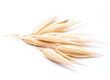Fleur de Bach Wild oat - Avoine sauvage - n°36