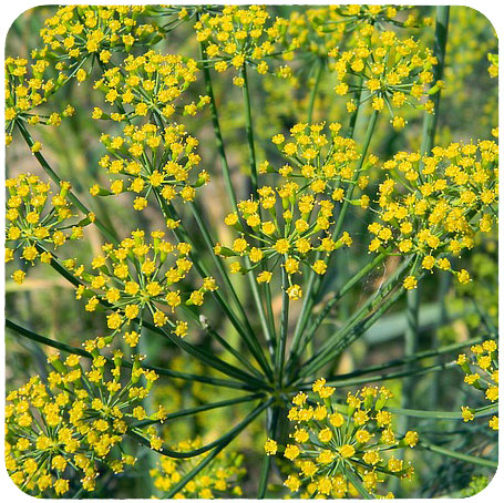 Huiles essentielles d'aneth - Propriétés et utilisation