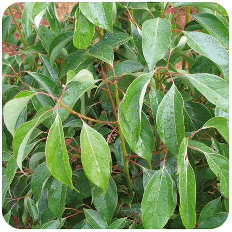 Huiles essentielles de cannelier de chine - Propriétés et utilisation