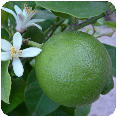 Huiles essentielles de citron vert - Propriétés et utilisation