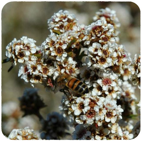 Huiles essentielles de fragonia - Propriétés et utilisation