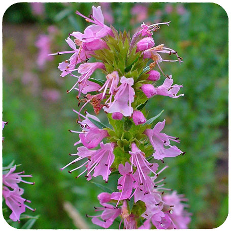 Huiles essentielles de hysope officinale - Propriétés et utilisation