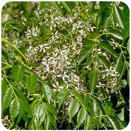 Huiles essentielles de katafray - Propriétés et utilisation