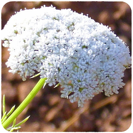 Huiles essentielles de khella - Propriétés et utilisation