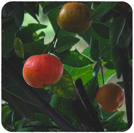 Huiles essentielles de mandarine rouge - Propriétés et utilisation