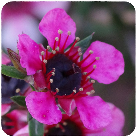 Huiles essentielles de manuka - Propriétés et utilisation