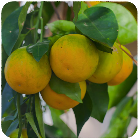 Huiles essentielles d'orange douce - Propriétés et utilisation