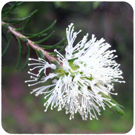 Huiles essentielles de rosalina - Propriétés et utilisation