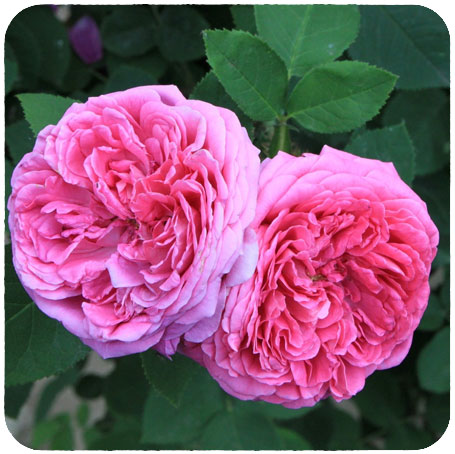 Huiles essentielles de rose de damas - Propriétés et utilisation
