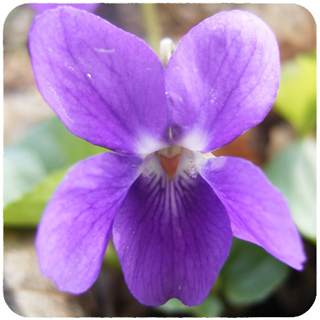 Huiles essentielles de violette - Propriétés et utilisation