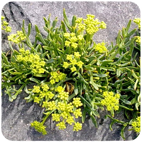 Huiles essentielles de criste marine - Propriétés et utilisation