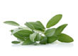 Sage - Active ingredients